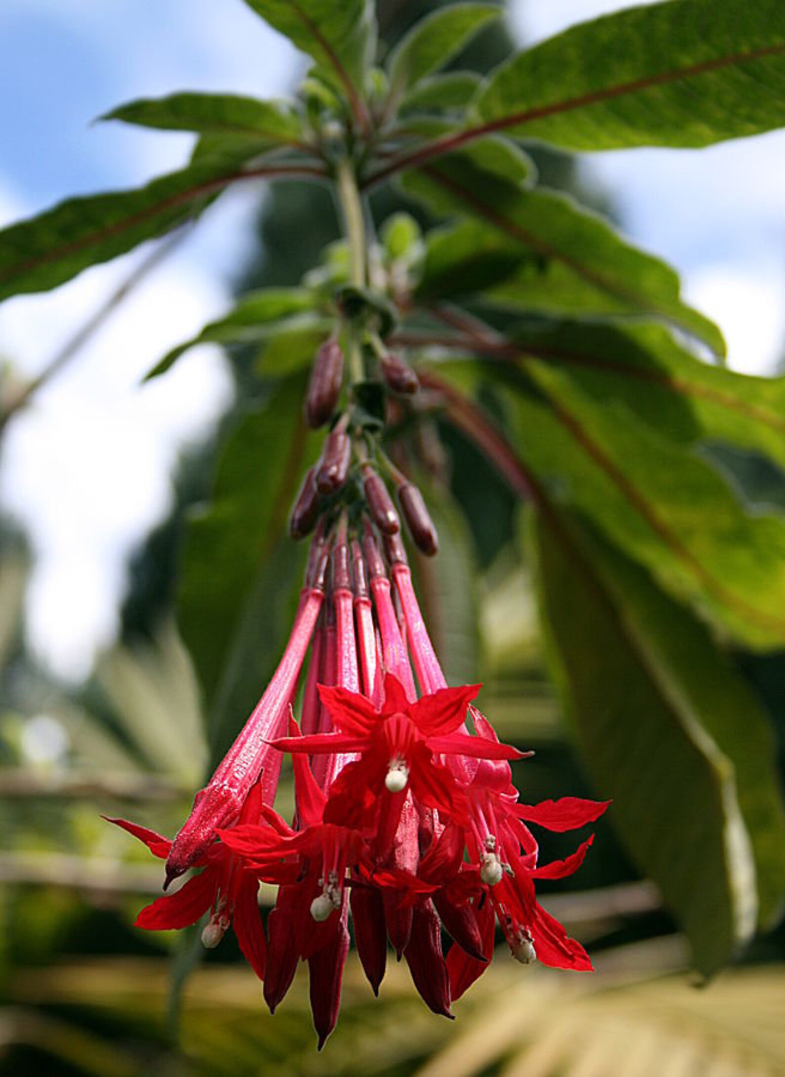 RED FUCHSIA Vivid Colored Blooms All Season Long Exotic - Etsy