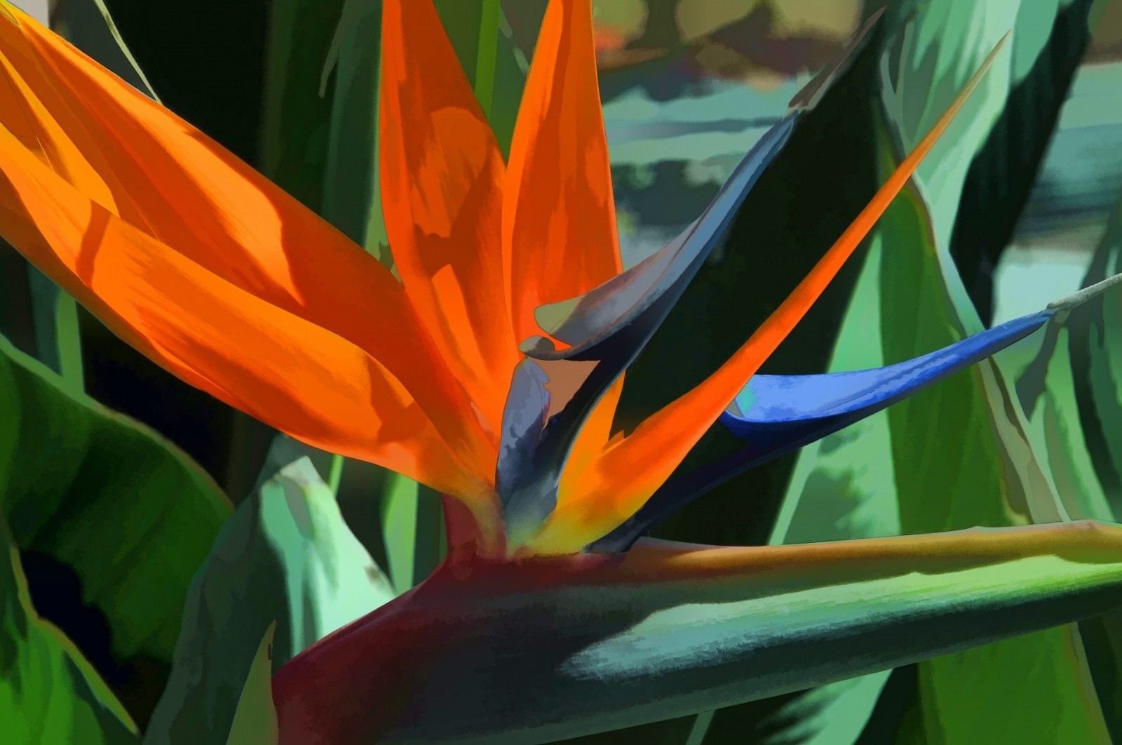 BIRD OF PARADISE Strelitzia Reginae Tropical Perennial - Etsy
