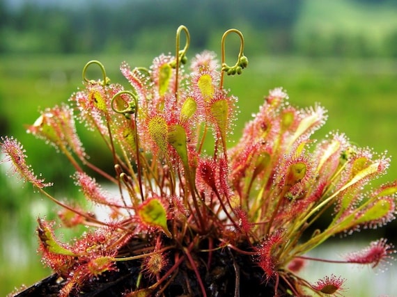 Carnivorous Plants Sundew