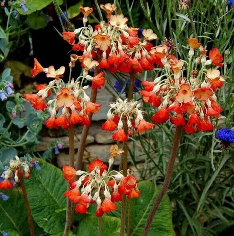 Red GIANT TIBETAN PRIMROSE Zone 3 Cowslip Primula Florindae - Etsy ...