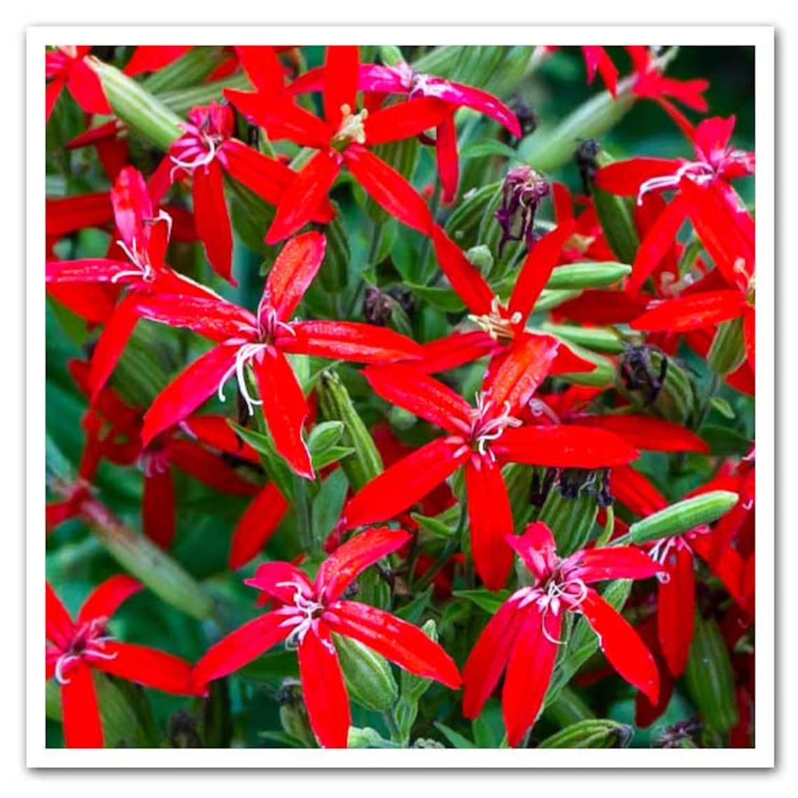 ROYAL CATCHFLY Silene Regia Perennial Red Wildflower | Etsy