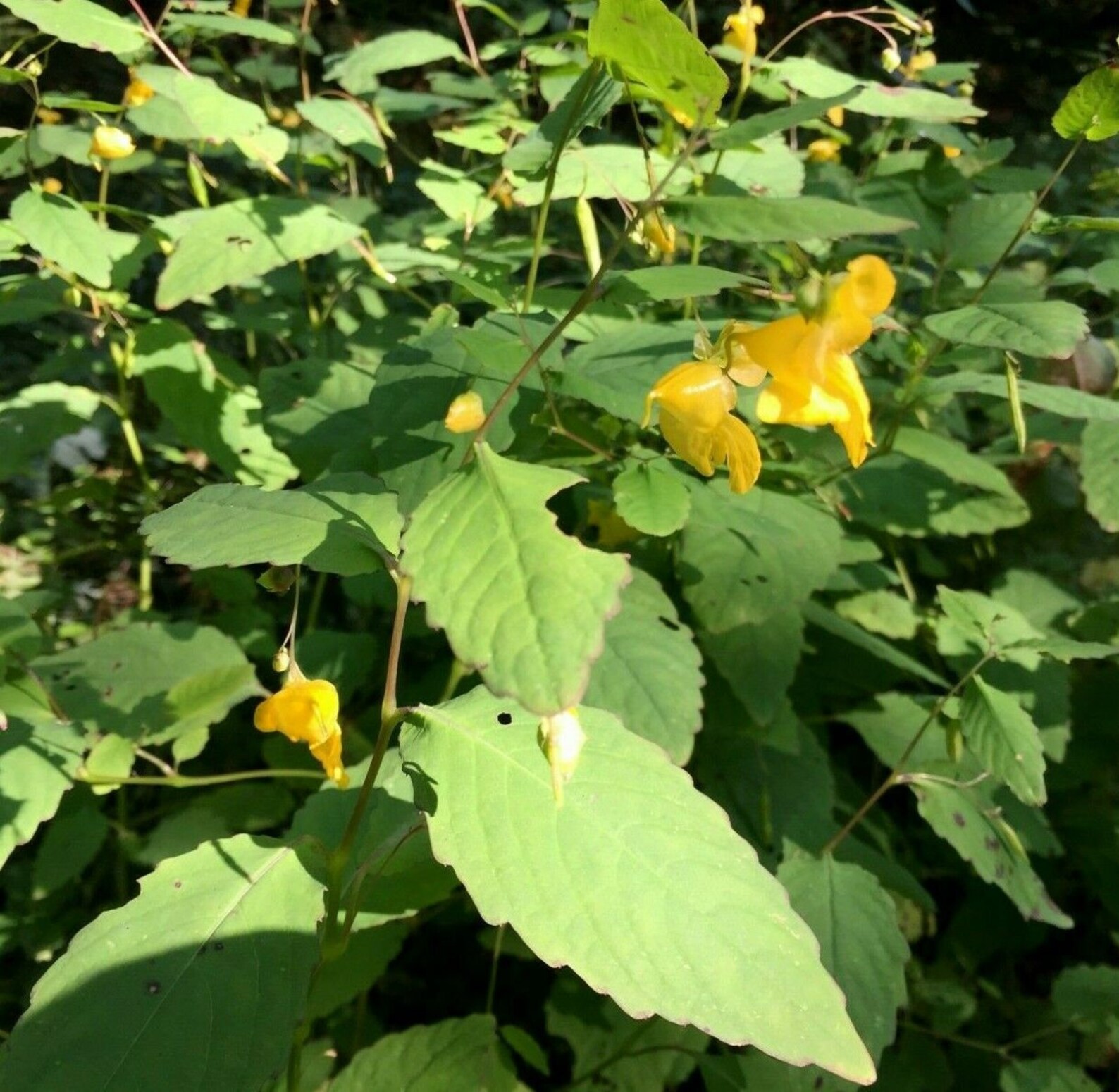 TOUCH ME NOT Jewelweed Impatiens Capensis Popping Yellow - Etsy