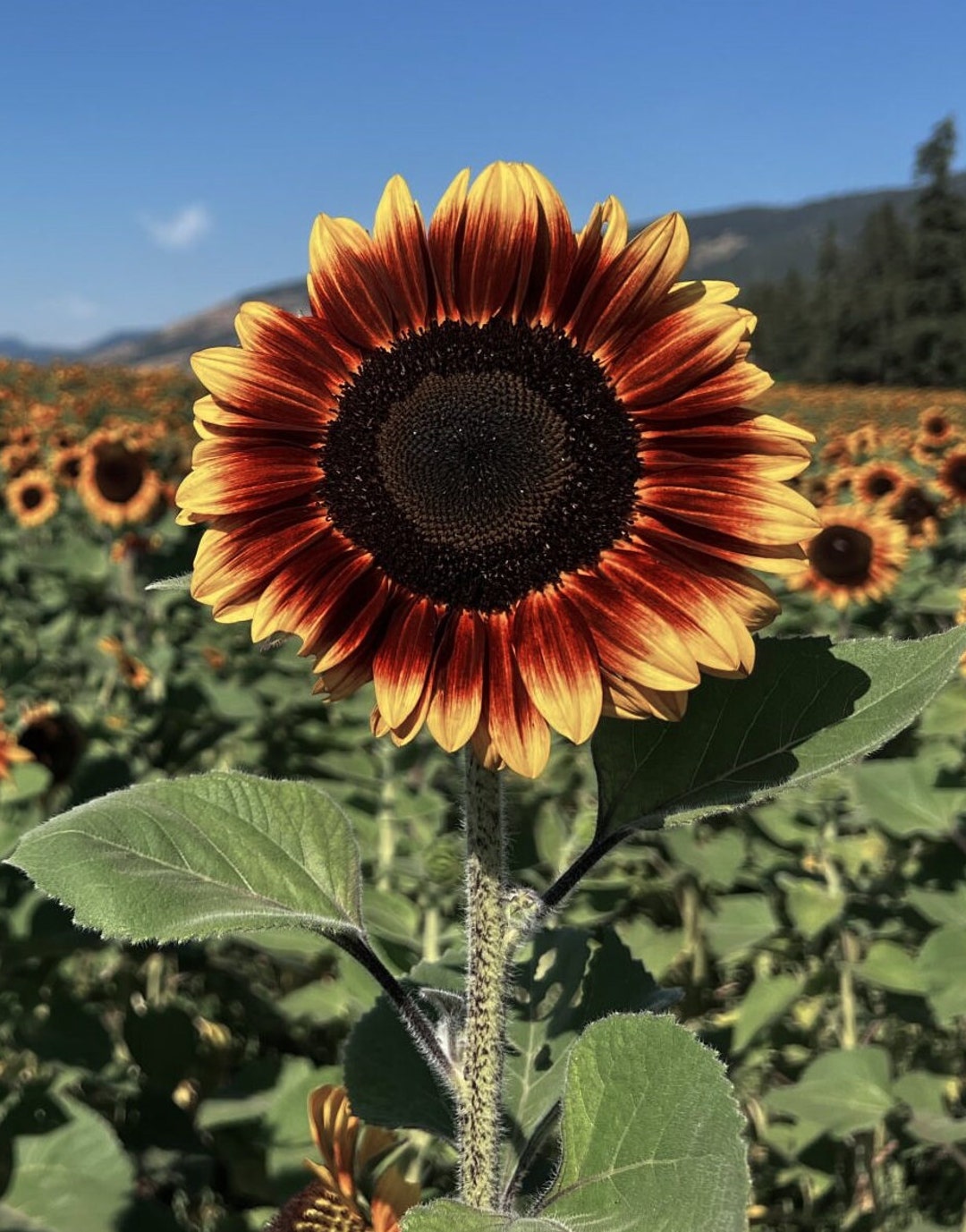 SUNFLOWER 'RUBY ECLIPSE' Helianthus Annuus Tall Branching Sunflower, 10 Seeds - Etsy