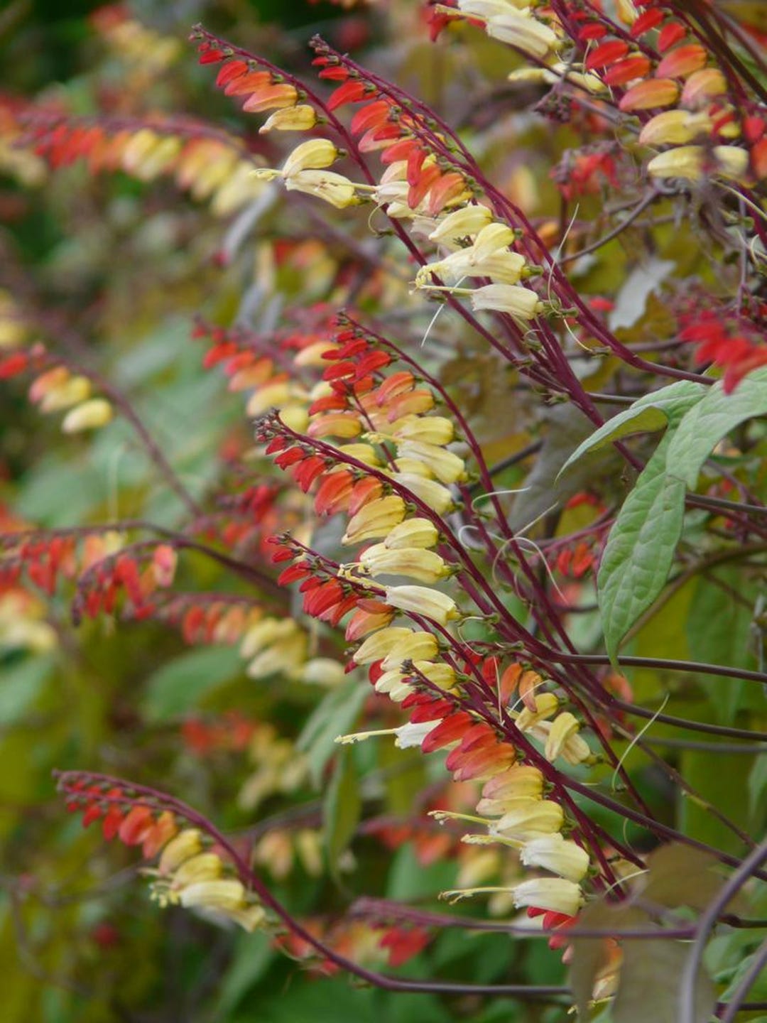 MINI LOBATA SPANISH Flag Ipomoea Lobata Climbing Vine, 10 Seeds - Etsy
