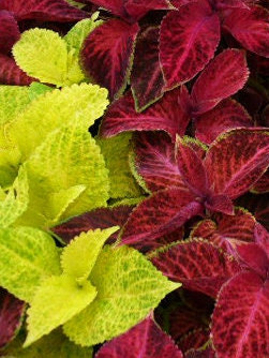 COLEUS GOLDEN YELLOW Annual Foliage Plant Bright Colours, 10 Seeds - Etsy