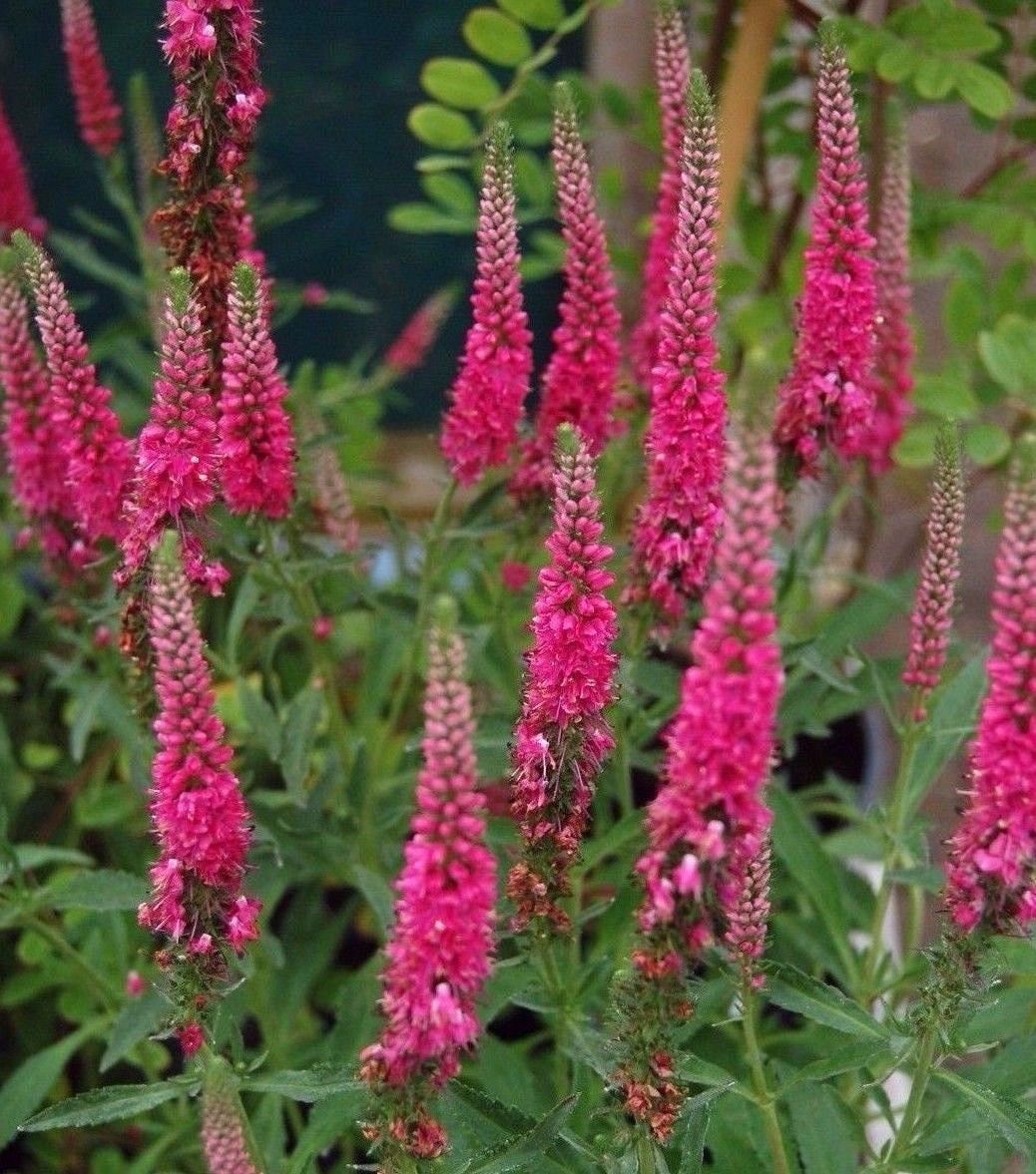 SPIKED SPEEDWELL VERONICA Spicata Pink Flower Hardy Perennial - Etsy Canada