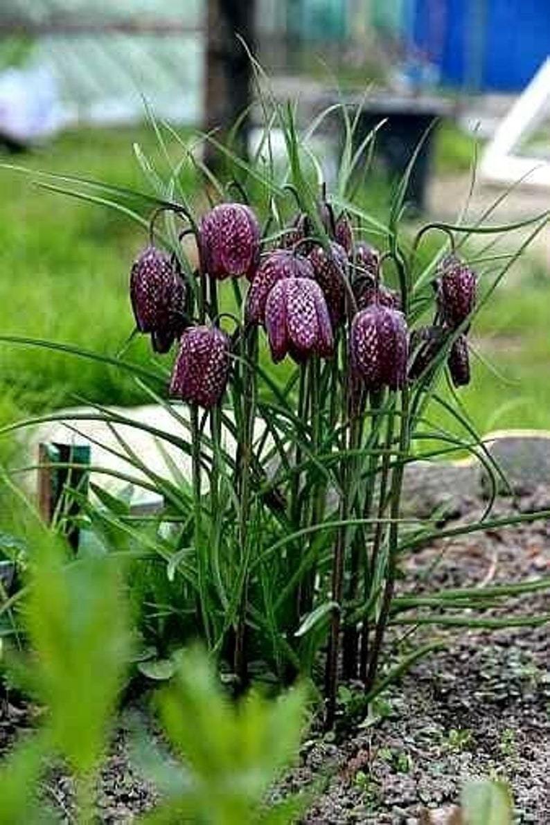 CHECKERED LILY Snake's Head Fritillary Fritillaria | Etsy
