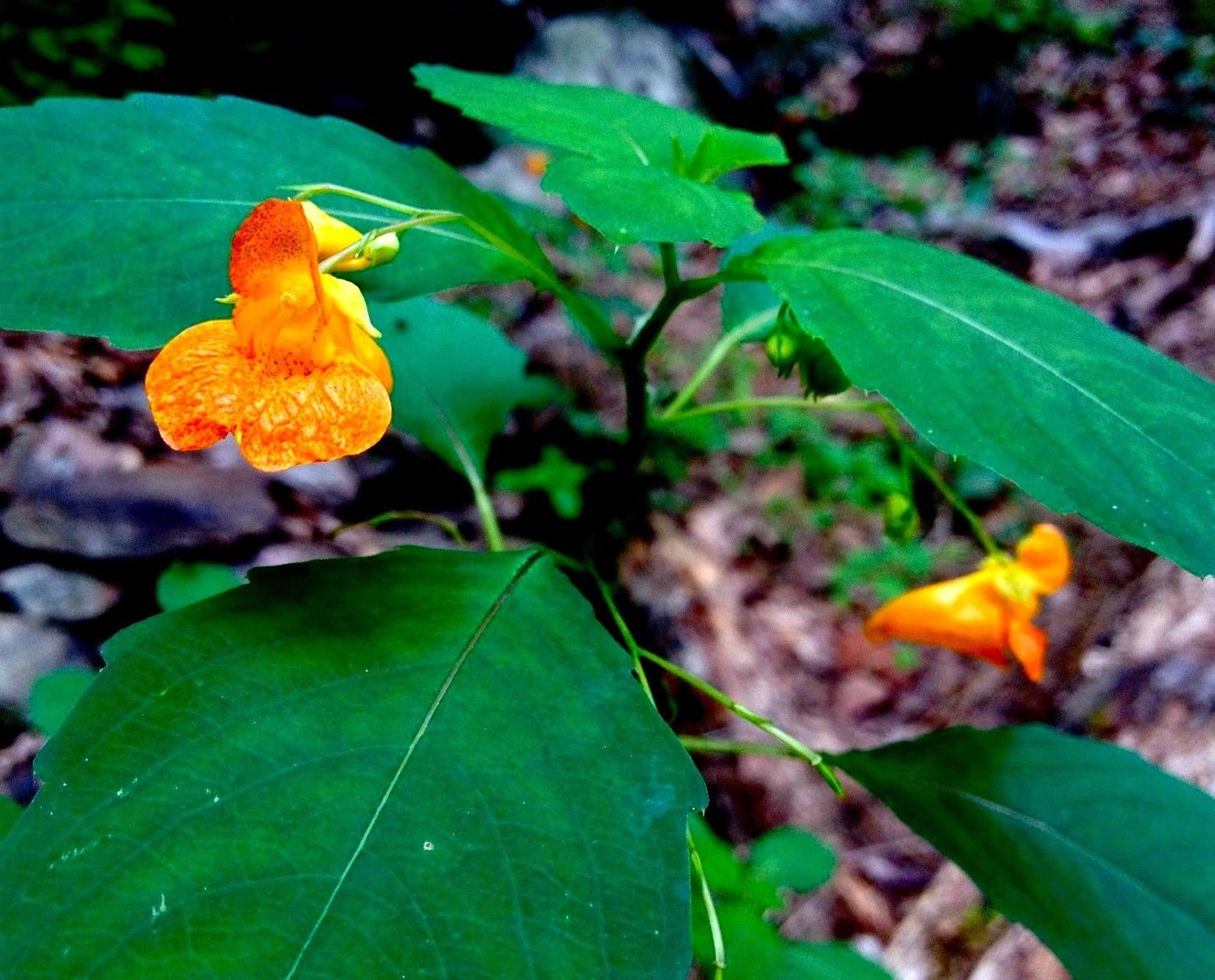 TOUCH ME NOT Jewelweed Impatiens Capensis Popping Orange Red - Etsy