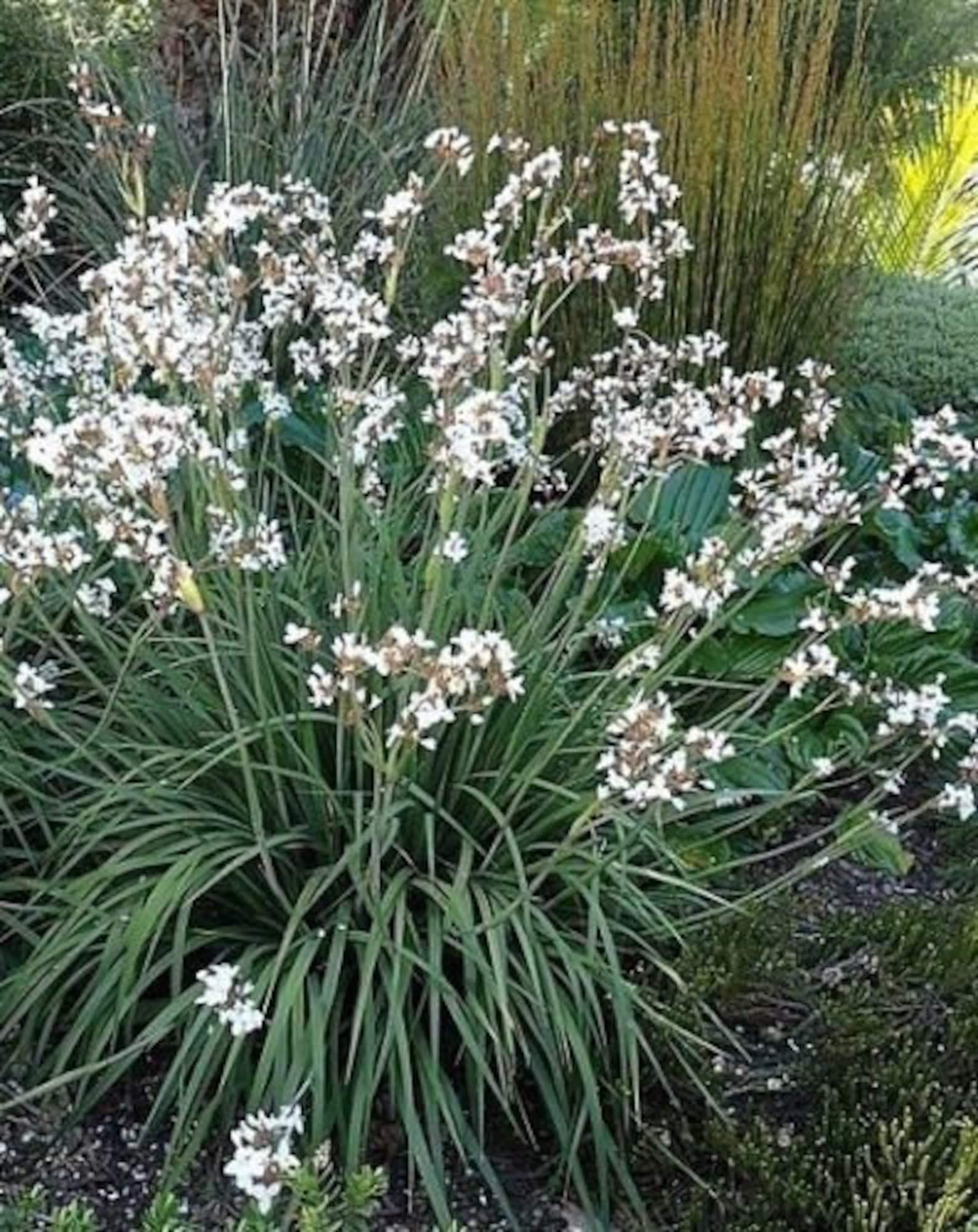 LIBERTIA Chilensis Grandiflora Hardy Perennial New Zealand | Etsy