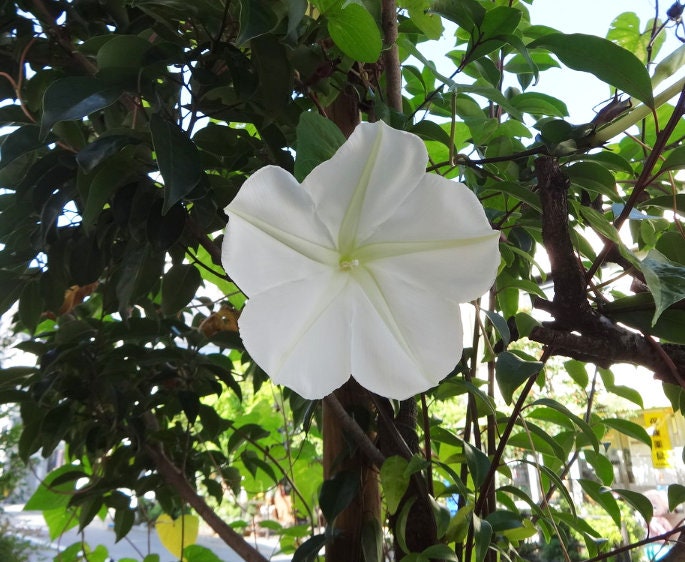 Huge MOONFLOWER MOON VINE Ipomoea Alba White Climbing 3 - Etsy