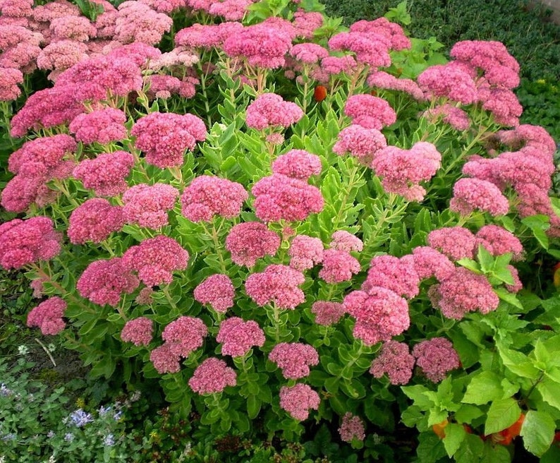 Hardy STONECROP SEDUM Mix Drought Sun Dry Sandy Easy Perennial - Etsy