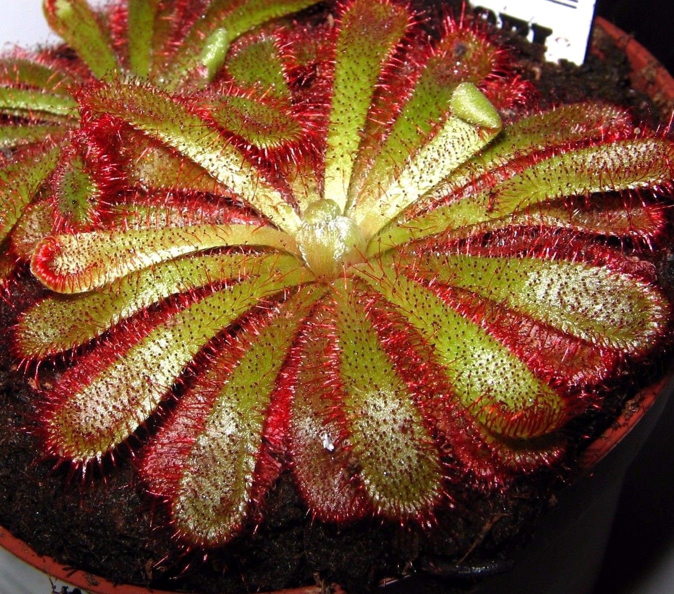 ALICE SUNDEW Drosera Aliciae South African Carnivorous Plant 5 | Etsy ...