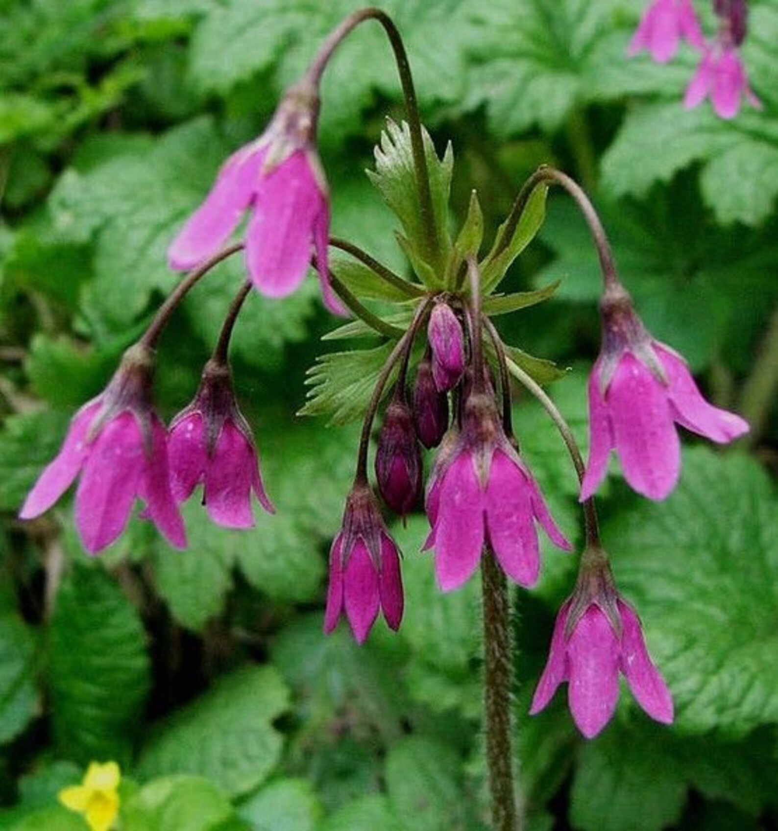 ALPINE BELLS Cortusa Matthioli Hardy Perennial Primula Native - Etsy