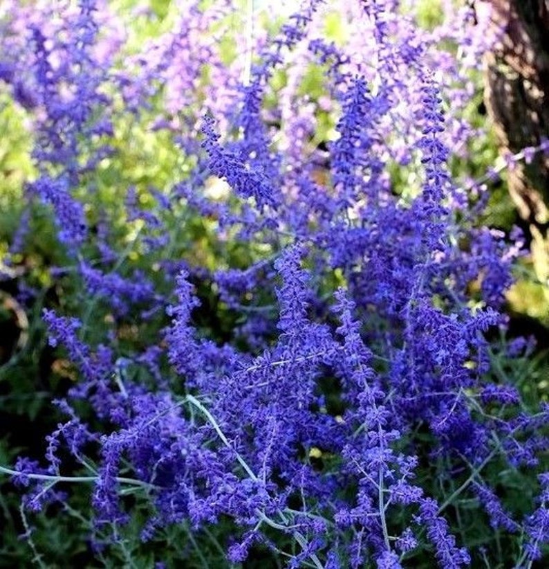 RUSSIAN SAGE Perovskia Taiga Atriplicifolia Perennial Blue | Etsy