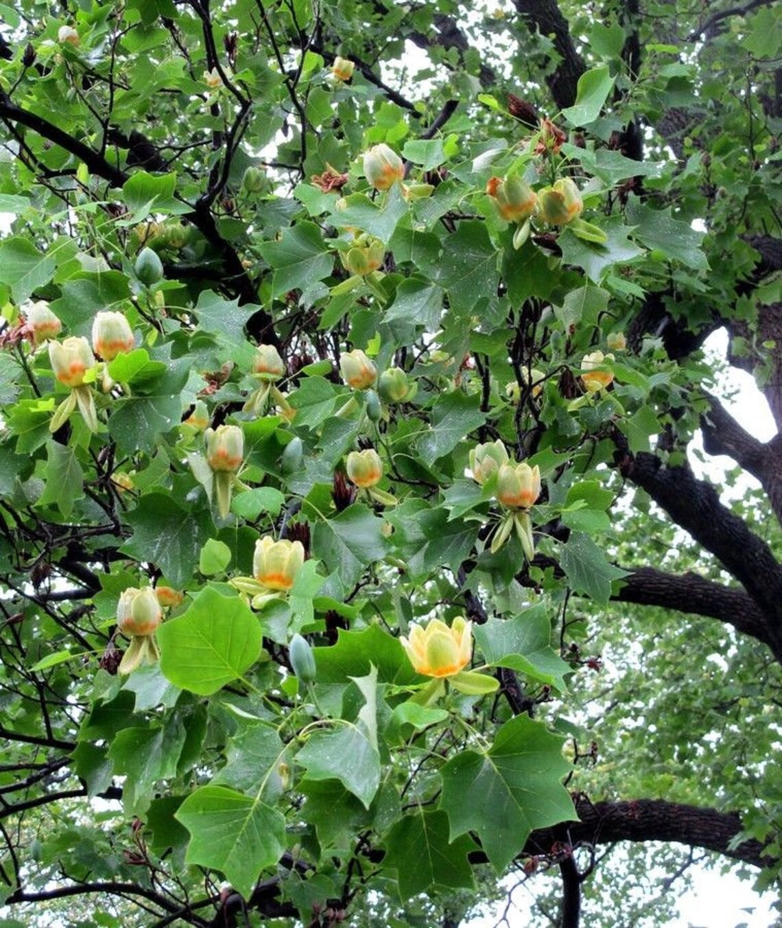 TULIP TREE Liriodendron Tulipifera HARDY Tree Shade Tall | Etsy