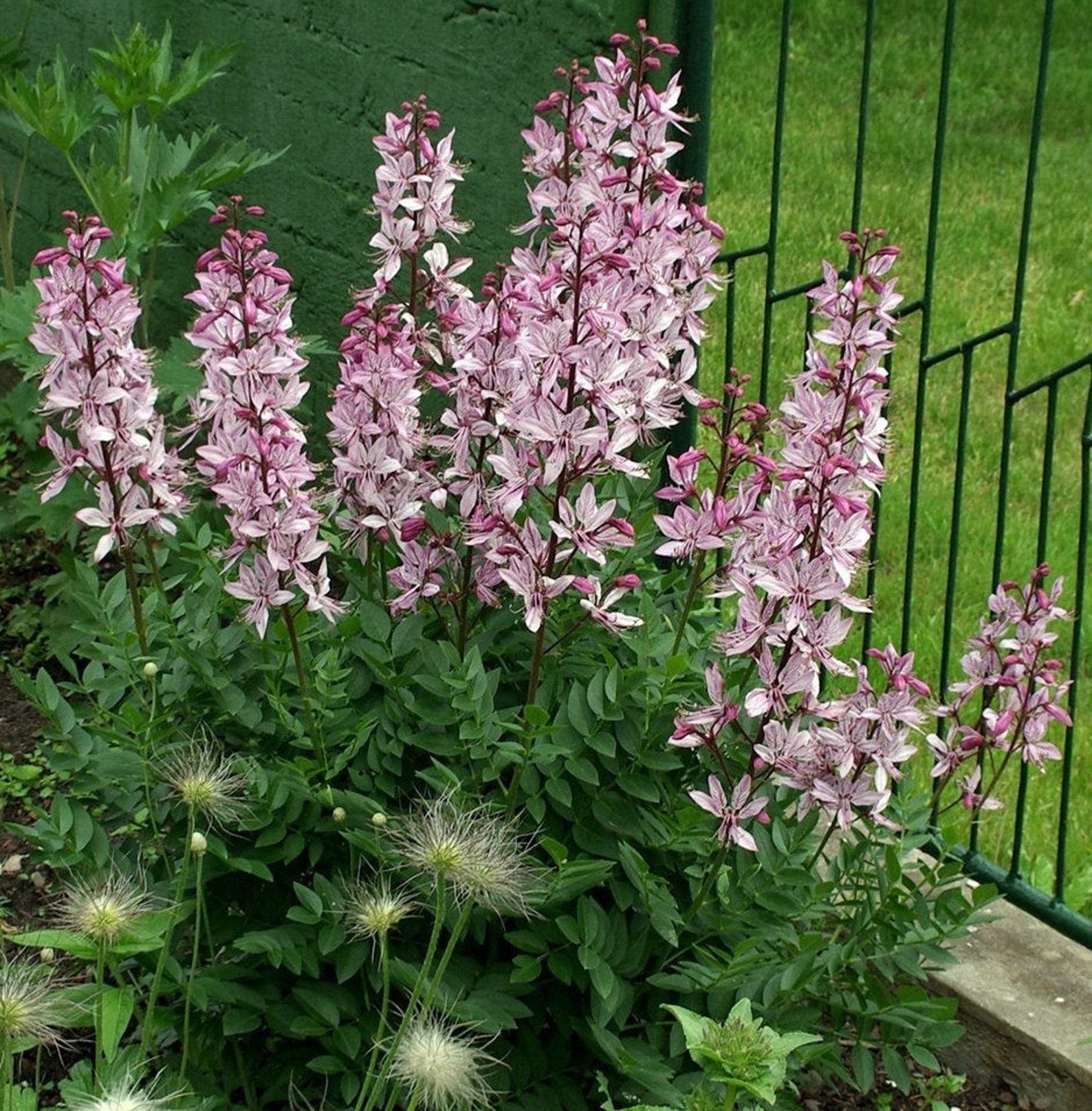 PINK GAS PLANT Dictamnus Flammable Burning Bush Perennial | Etsy