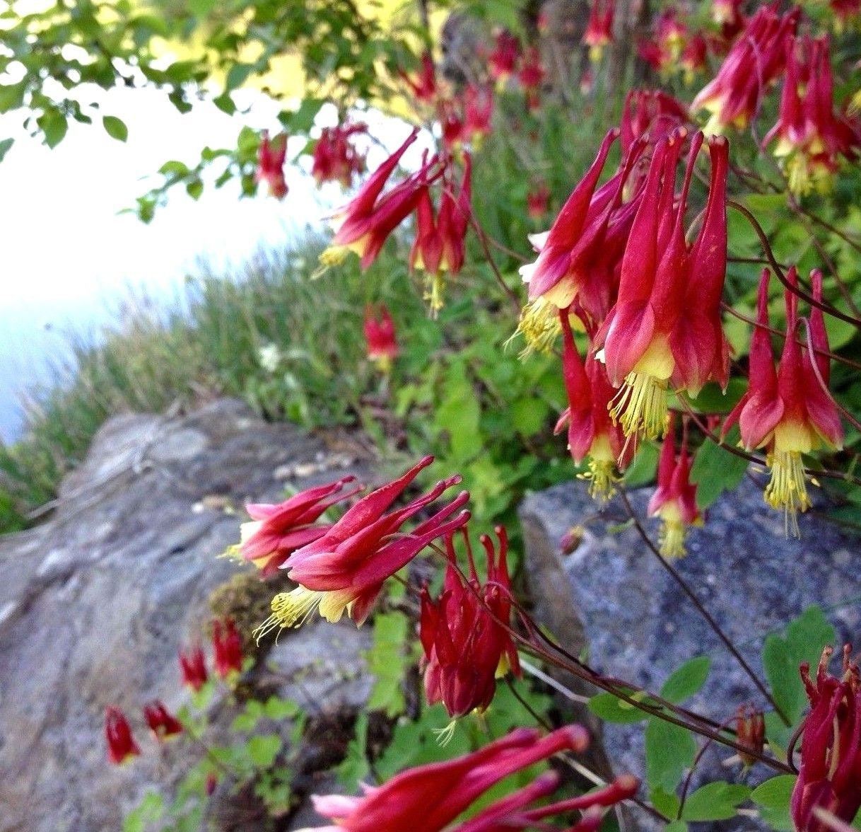 CANADIAN COLUMBINE Eastern Red Aquilegia Canada Canadensis | Etsy