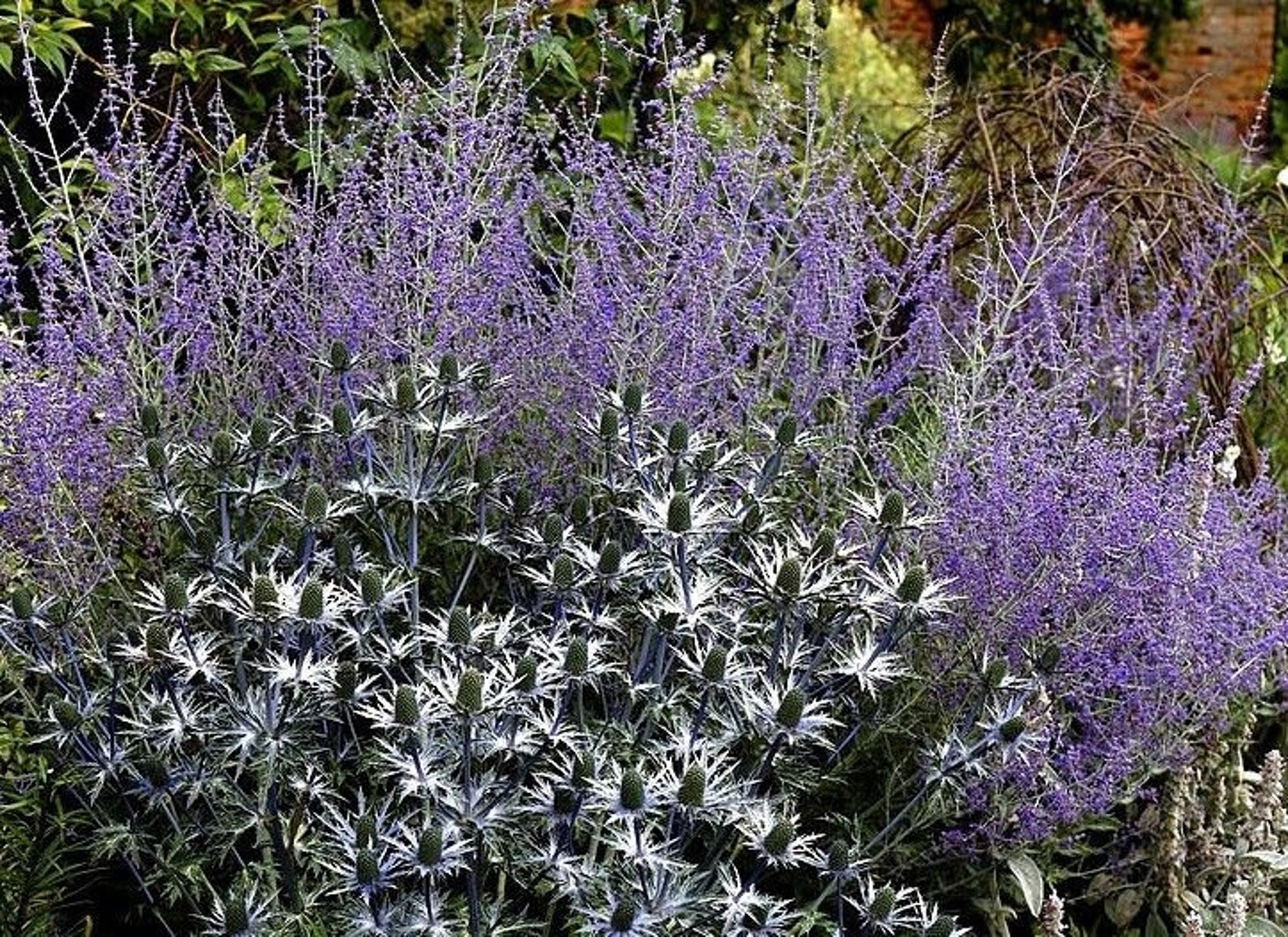 RUSSIAN SAGE Perovskia Taiga Atriplicifolia Perennial Blue - Etsy
