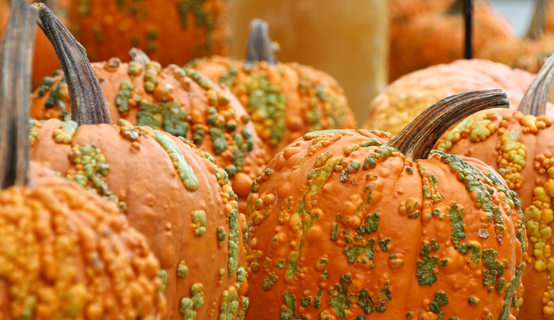 LARGE WARTED PUMPKIN Colorful Cucurbita Pepo 5 Seeds - Etsy