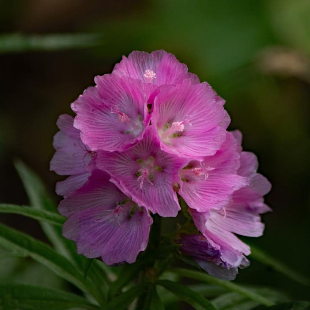 PRAIRIE MALLOW PARTYGIRL Sidalcea Malviflora Native Flower Magenta Rose ...