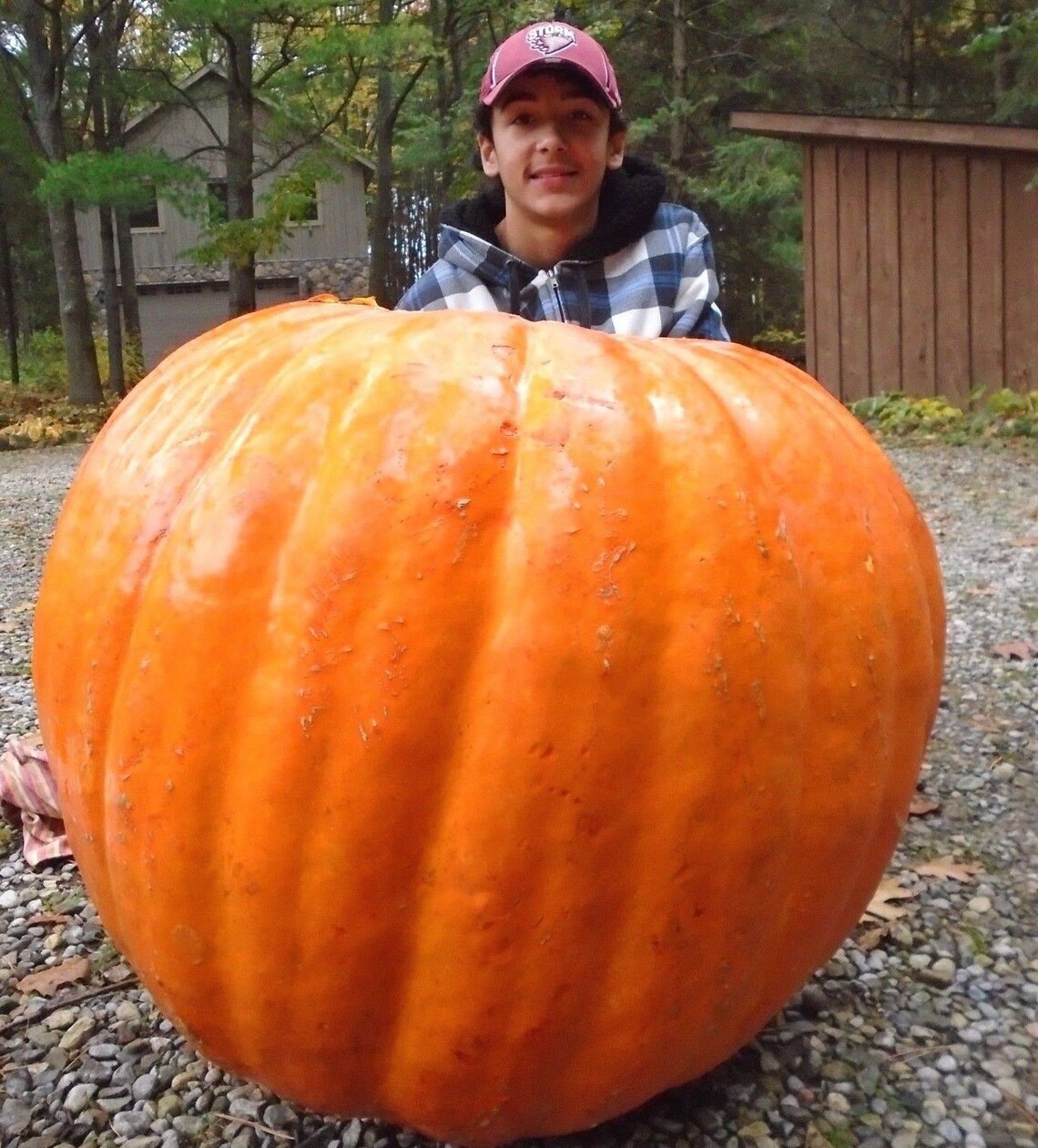 PUMPKIN DILL'S ATLANTIC Giant Pumpkin Prize Winner - Etsy