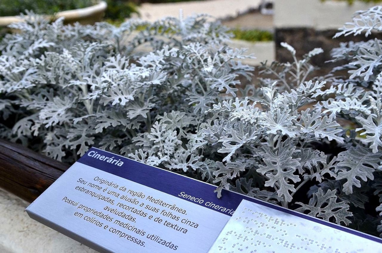 DUSTY MILLER Silver Dust Senecio Cineraria Gray Grey Foliage | Etsy