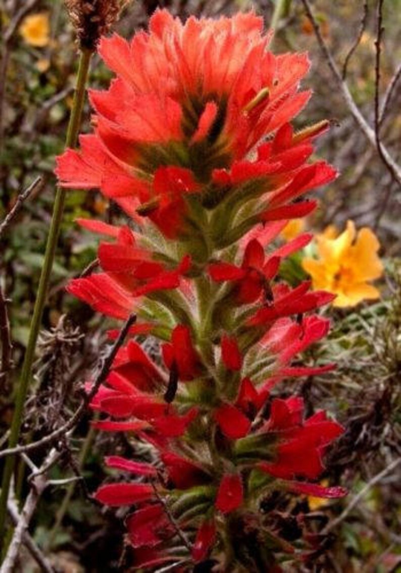 INDIAN PAINTBRUSH Castilleja Coccinea Orange Red Wildflower - Etsy