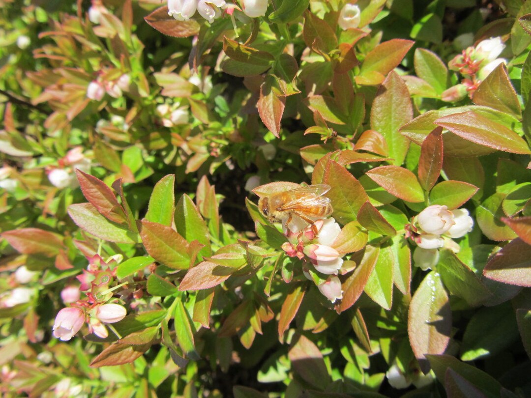 COMMON CANADIAN BLUEBERRY, Huckleberry Vaccinium Myrtilloides, 20 Seeds ...