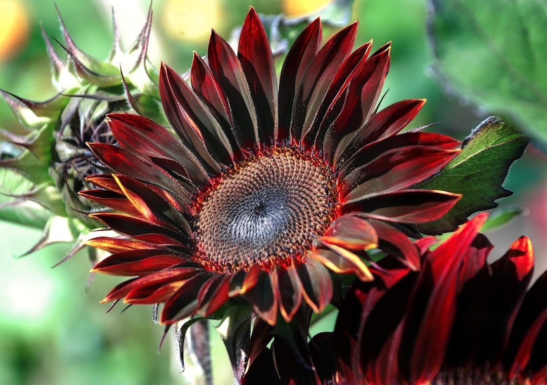 CLARET SUNFLOWER Helianthus Sun Flower One Of The Darkest! Dark Red ...