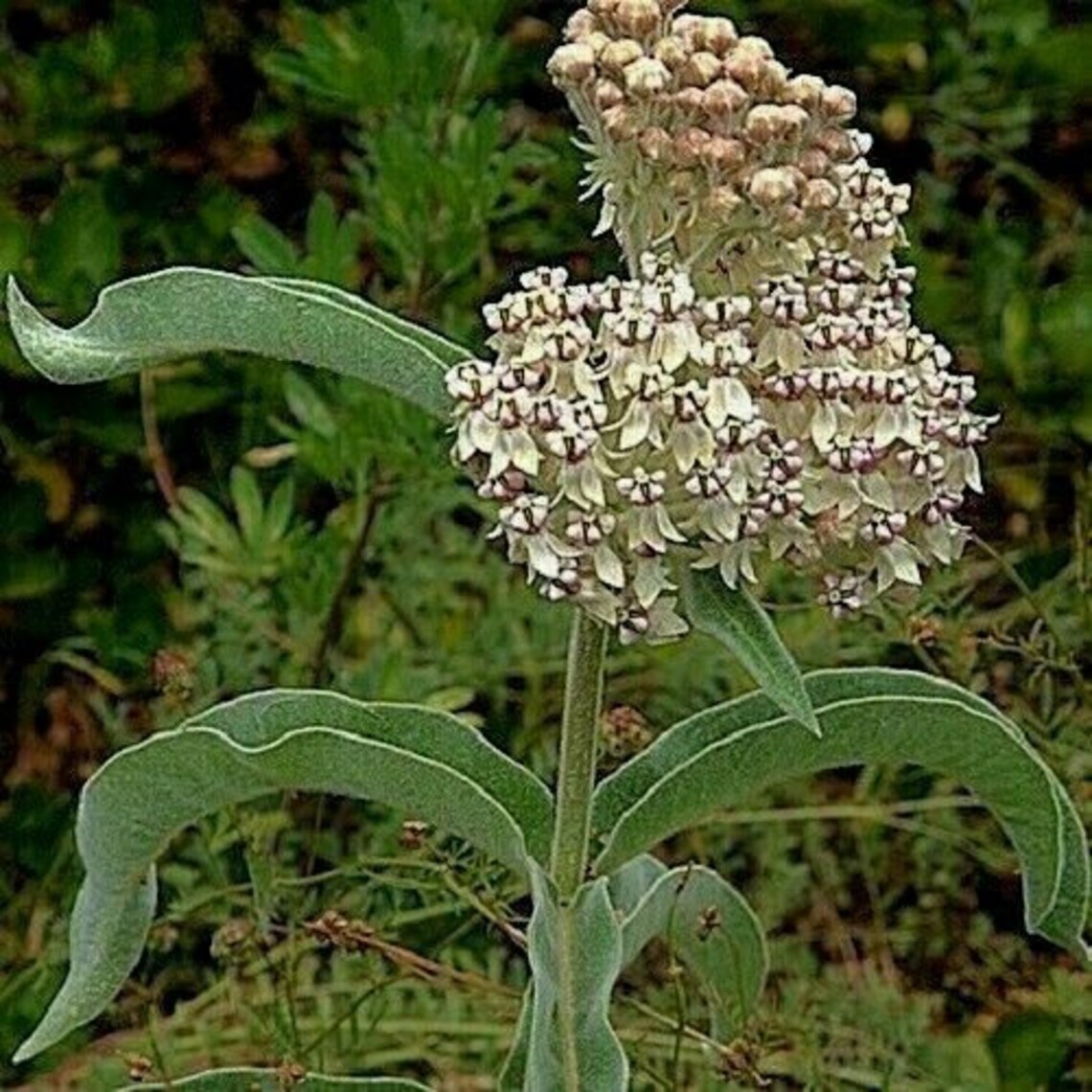 WOOLLY POD MILKWEED Indian Asclepias Eriocarpa Butterfly | Etsy
