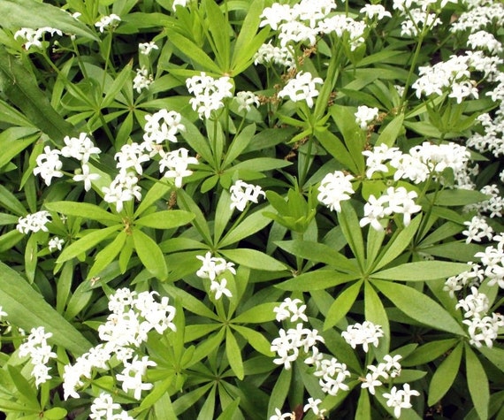 Sweet Woodruff Ground Cover