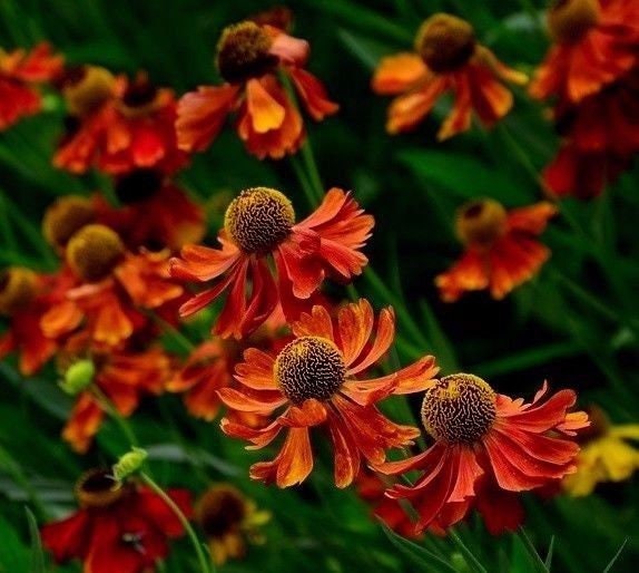 SNEEZEWEED MIX Helenium Autumnale Wildflower Hardy Perennial - Etsy