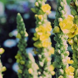 VERBASCUM Yellow Mullein Thapsus Perennial Mullien Wildflower Native ...