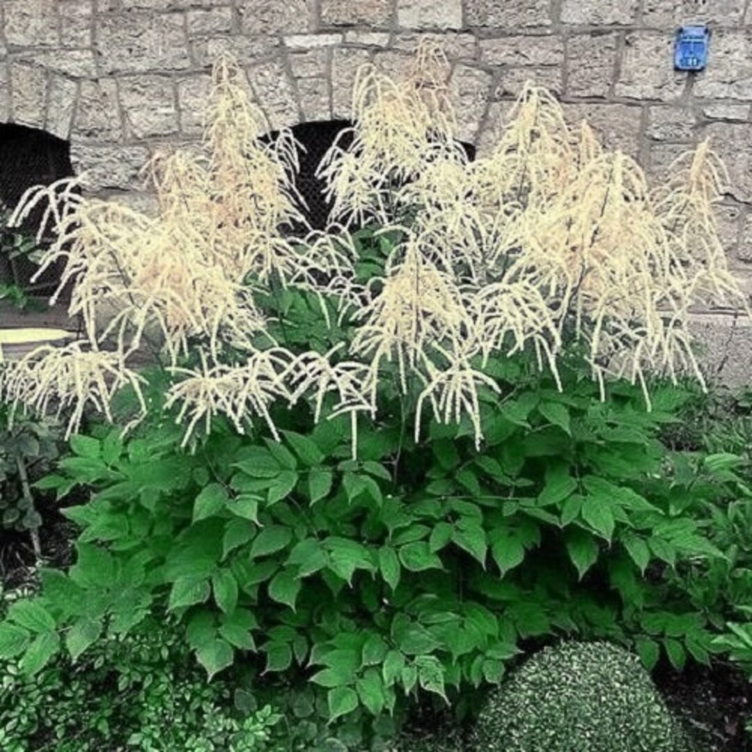 WISPY GOATSBEARD Aruncus Dioicus Whirlwind Hardy Perennial, 25 Seeds - Etsy