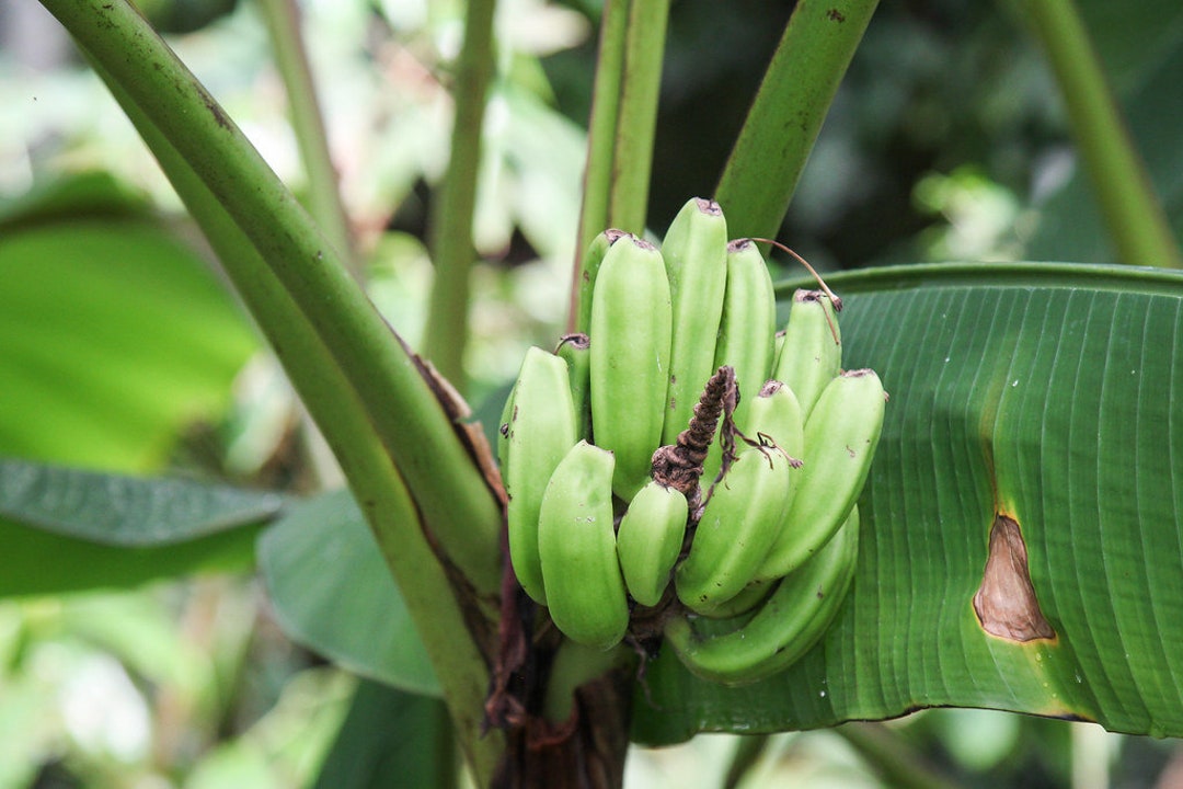 INDIAN DWARF BANANA Musa Mannii, 5 Seeds - Etsy