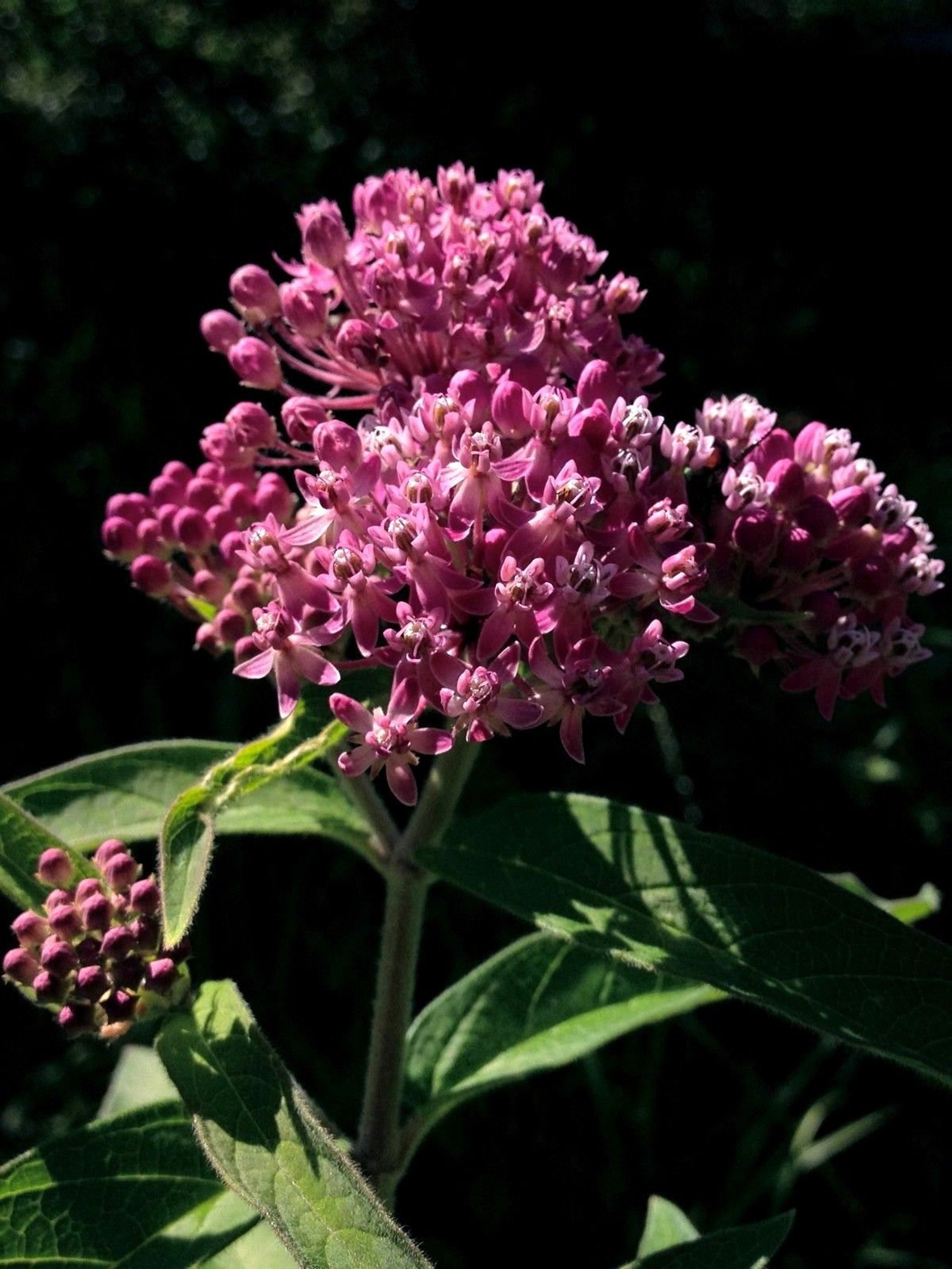ROSE MILKWEED Asclepias Incarnata Pink Red Swamp Hardy | Etsy