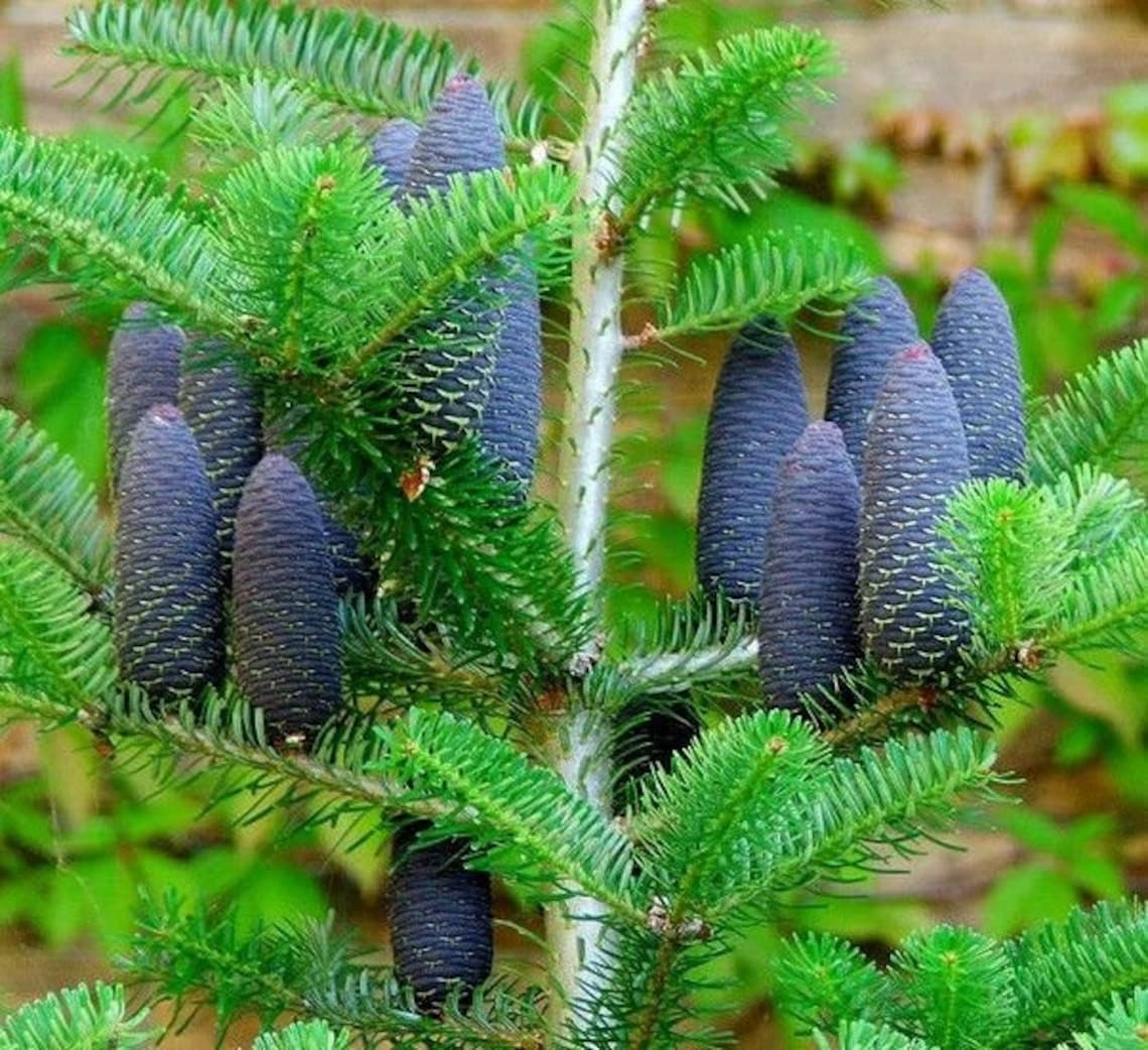 KOREAN FIR Blue Cones Abies Koreana Tree 10 Seeds | Etsy