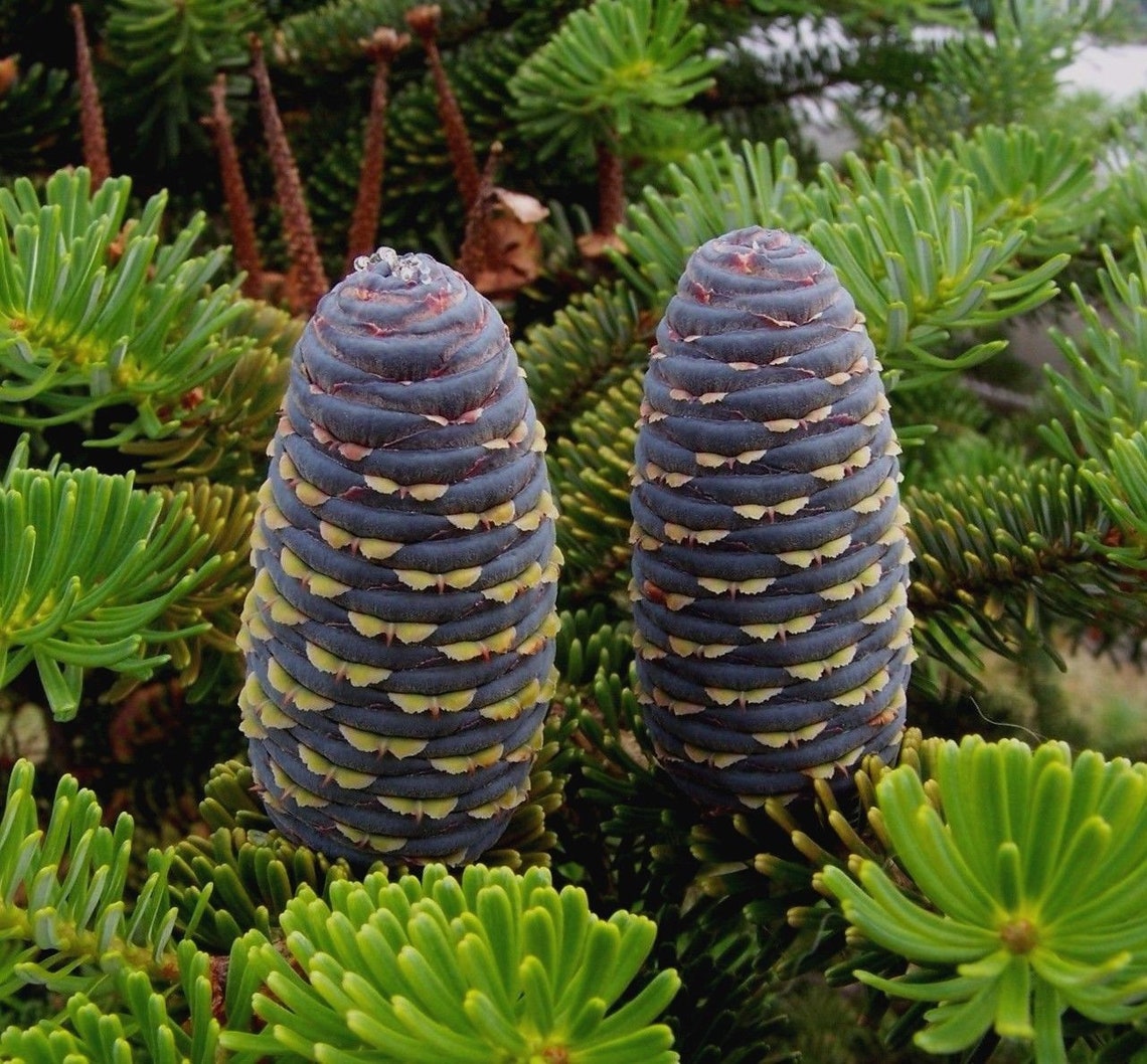 KOREAN FIR Blue Cones Abies Koreana Tree 10 Seeds | Etsy