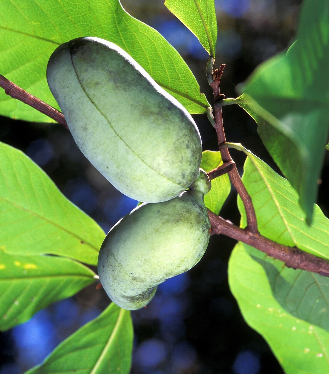 AMERICAN PAPAW FRUIT Paw Paw Tree Native Asimina Triloba, 3 Large Fresh ...