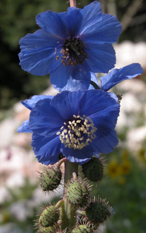 BLUE POPPY Meconopsis Racemosa Himalayan Papaver 5 Rare Seeds - Etsy