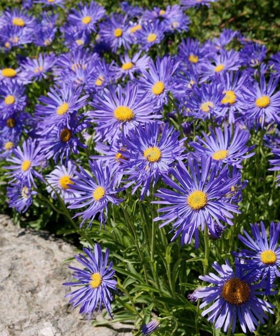ALPINE ASTER Alpinus Dwarf Compact Miniature Hardy Perennial - Etsy