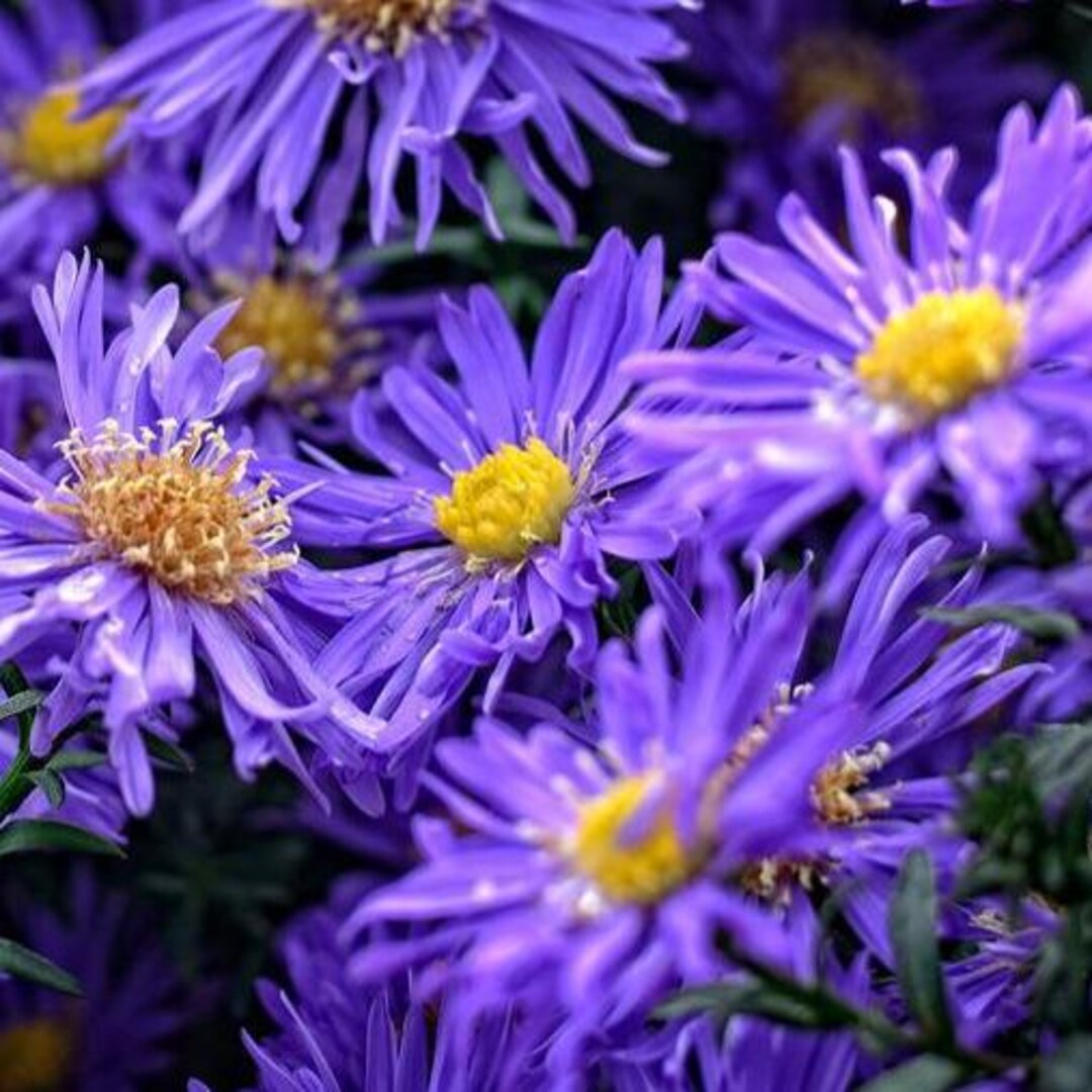 GOLIATH ASTER ALPINE Alpinus Native Wildflower, 15 Seeds - Etsy