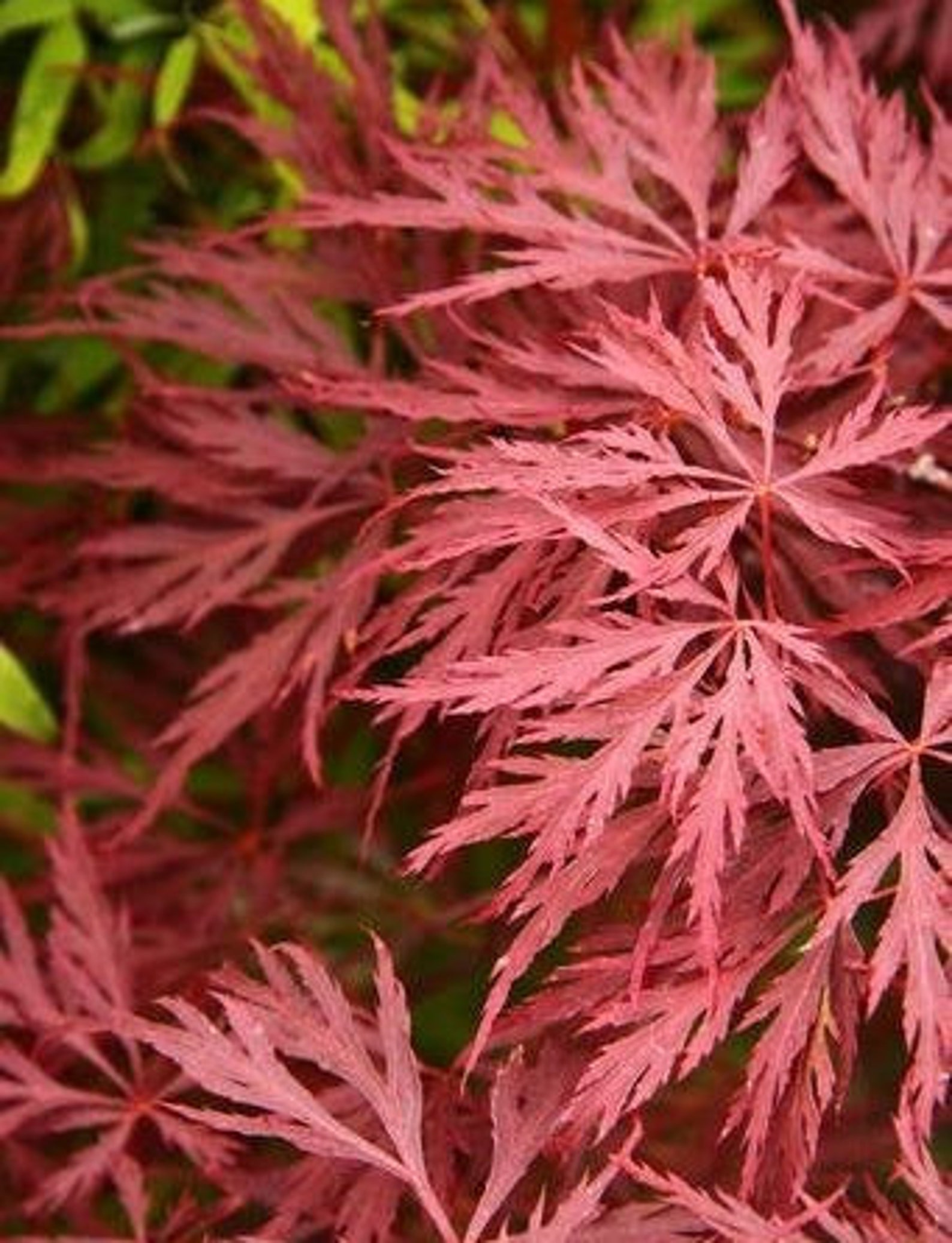 CUTLEAF JAPANESE MAPLE Red Crimson Acer Palmatum Matsumurae 3 | Etsy