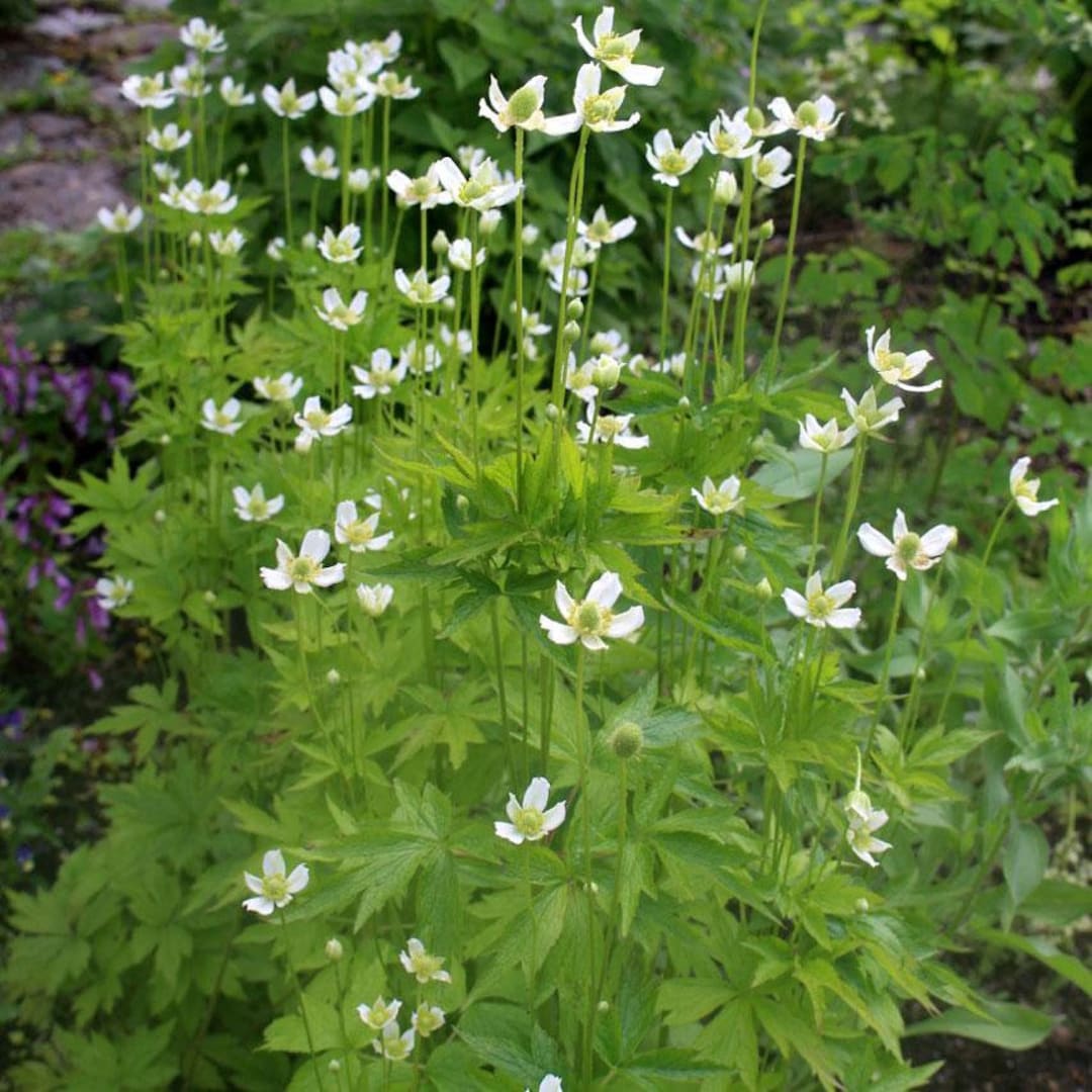 TALL THIMBLE WEED Tumble Anemone Virginiana Native Wildflower 30 Seeds ...