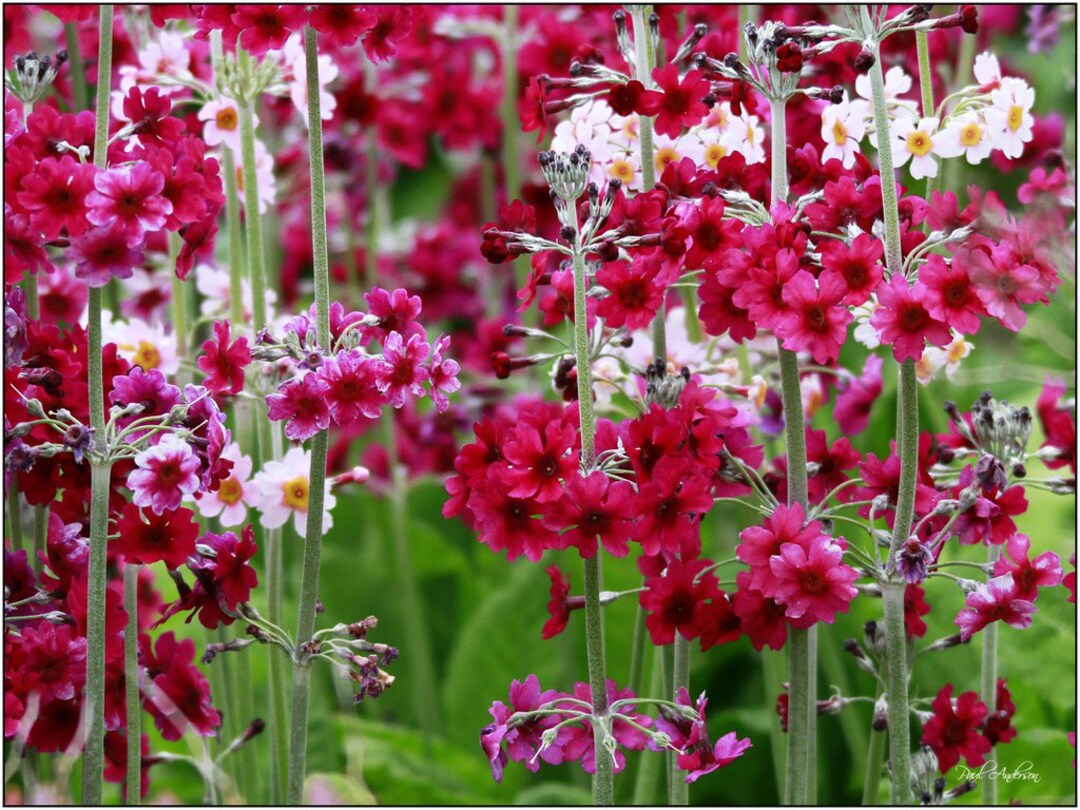 JAPANESE PRIMROSE Primula Japonica Hardy Perennial, 10 Seeds - Etsy