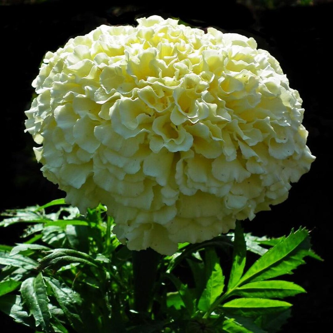 MARIGOLD WHITE GOLD Max, Tall Tagetes Erecta, 10 Seeds - Etsy