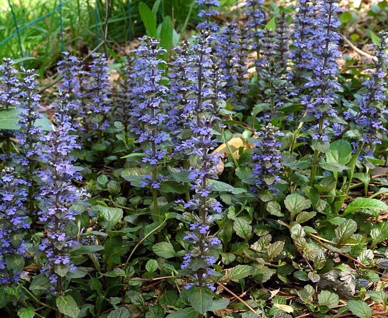 BUGLE Ground Cover Perennial AJUGA REPTANS Groundcover - Etsy Canada