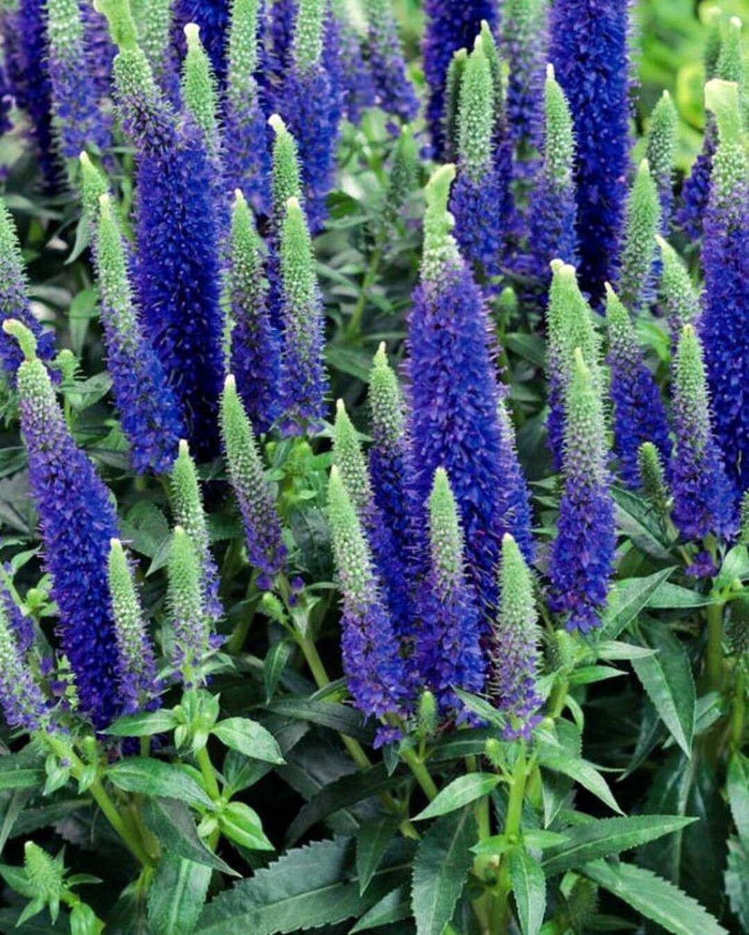 SPIKED SPEEDWELL VERONICA Spicata Incana Blue Flower Hardy - Etsy