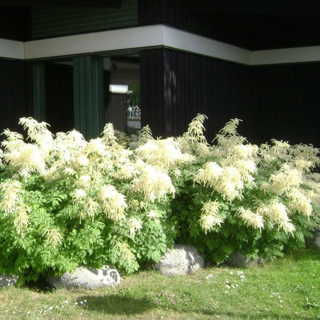 GOATSBEARD Aruncus Sinensis Tall Hardy Perennial Goat's Beard, 20 Seeds ...