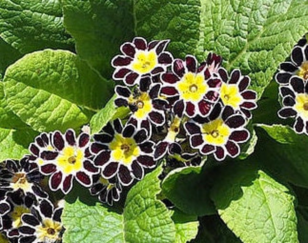 PRIMROSE VICTORIAN LACE Mix Primula Vulgaris Hardy Flower Shade, 5 Rare ...